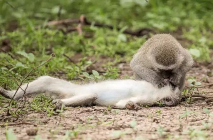 Incríveis fotos capturadas de momento em que macaco parece dar boca a ...